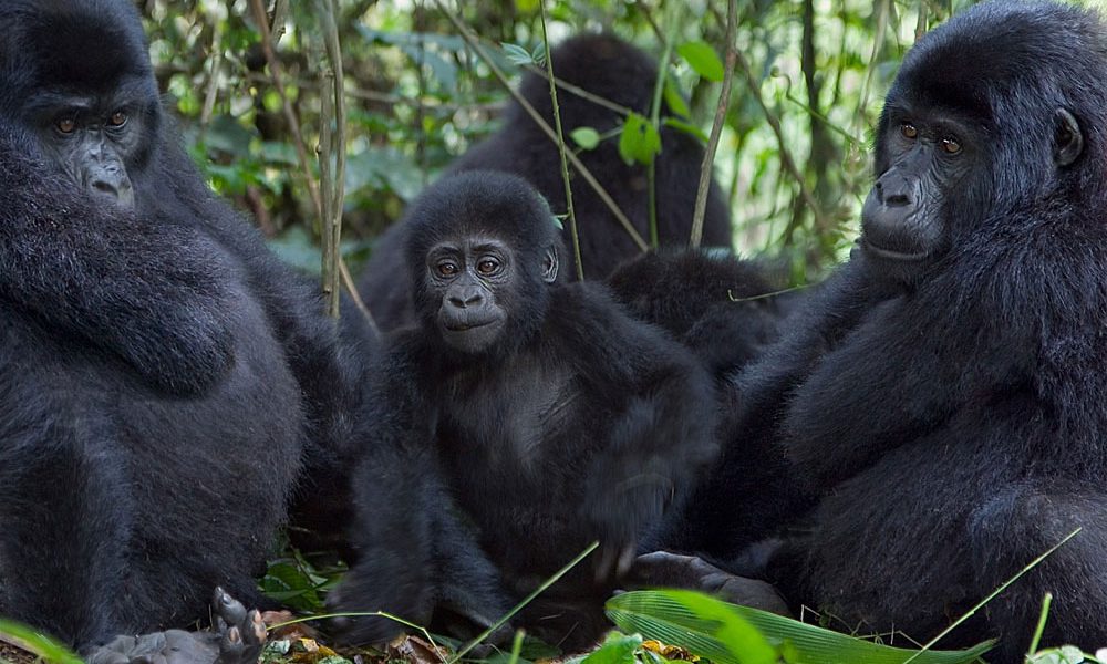 Gorilla Attack Survival Guide | Essential Tips and Advice