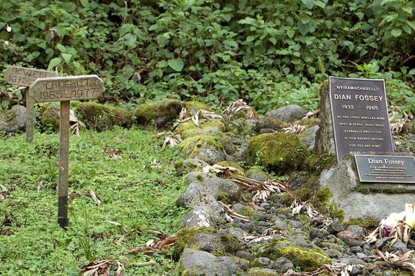 4 Days Rwanda Gorillas, Fossey Grave Hike & Monkeys Safari