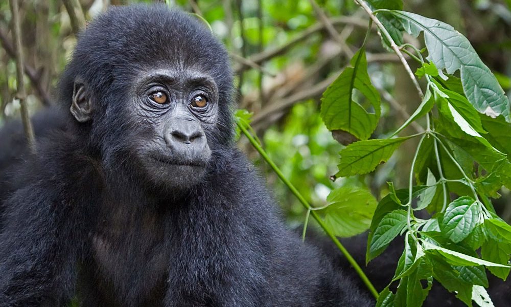 Gorilla Vocalizations & Sounds | How They Communicate