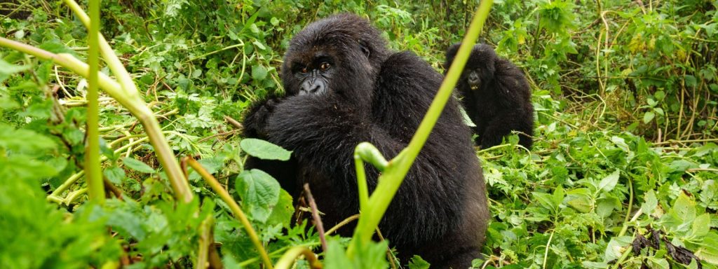 Types of Gorillas | Species & Subspecies Explained