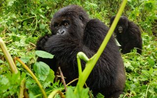Why were Mountain Gorillas going extinct? - African Gorilla Tours