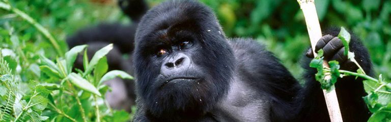 Cross River Gorilla | Habitat, Threats & Conservation