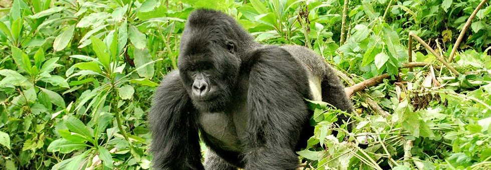 Mountain Gorilla Population 2025/26 | Growth & Habitats