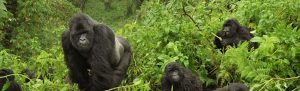 Natural Mountain Gorilla Predators & Silverback Enemies