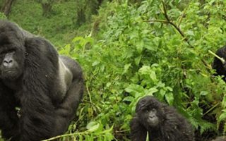 Why were Mountain Gorillas going extinct? - African Gorilla Tours