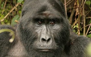 Why were Mountain Gorillas going extinct? - African Gorilla Tours