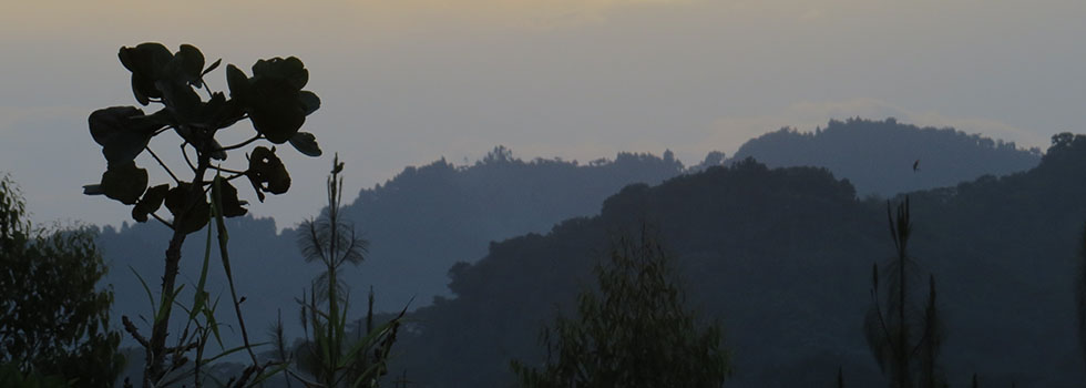 Rushaga Sector & Region | Gorilla Trekking in Bwindi