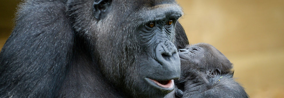 Western Lowland Gorilla | Diet, Habitat & Behavior