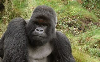 Why were Mountain Gorillas going extinct? - African Gorilla Tours