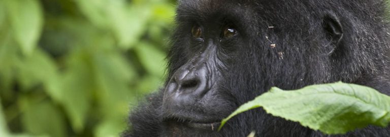 Mountain Gorilla Extinction Threats & Conservation