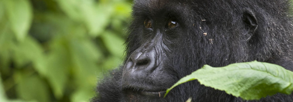 Mountain Gorilla Extinction Threats & Conservation