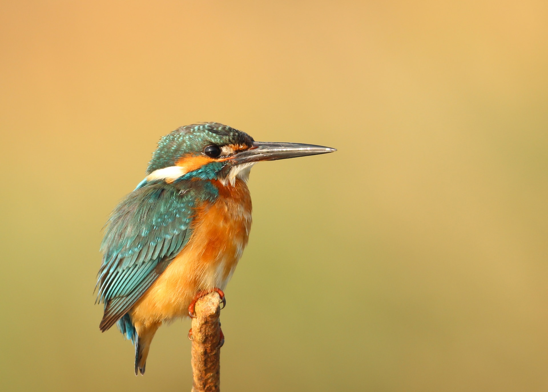 Ethiopia 12-Day Birding Tour | Diverse Avian Wonders