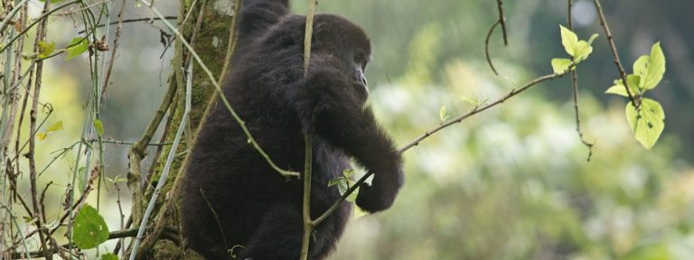 Gorilla Vocalizations | Understanding Their Sounds