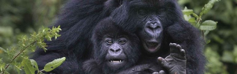 Silverback Gorilla Strength | Bite Force & Power Explained