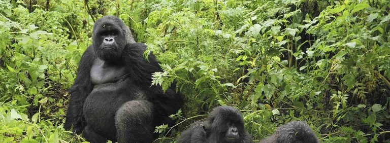 How Gorillas Sleep | Nesting Habits & Sleep Patterns