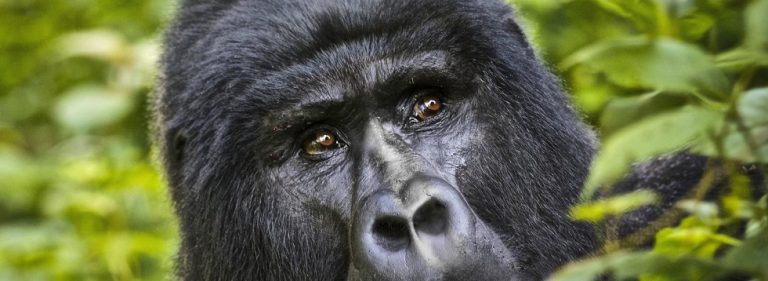 Mountain Gorilla Reproduction & Mating Habits
