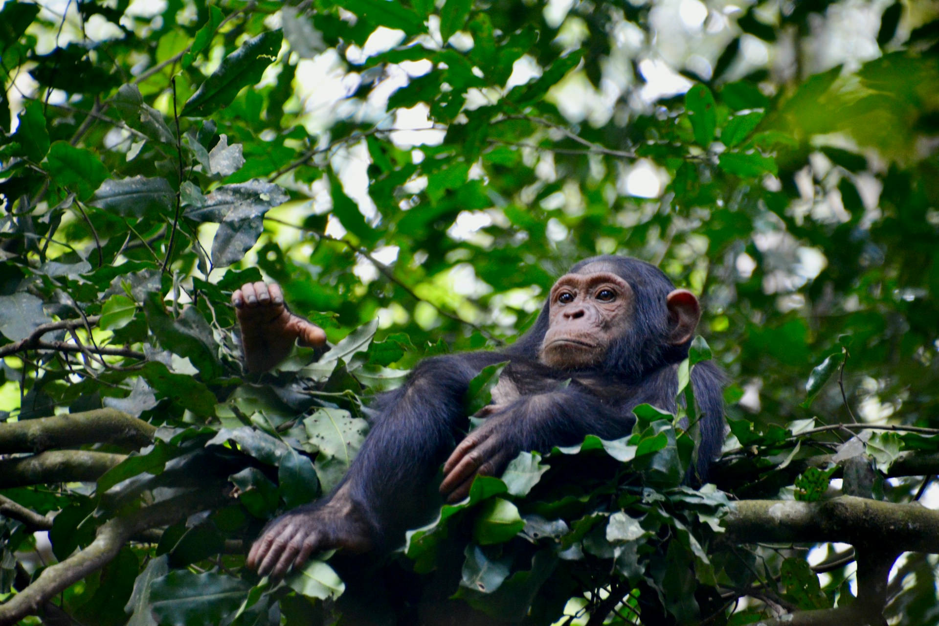 Ngamba Island Chimpanzee Sanctuary | Trek & Feed Cimps