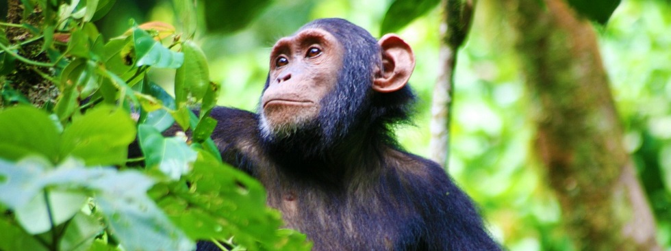 20 Weird Chimpanzee Facts That Surprise Most People