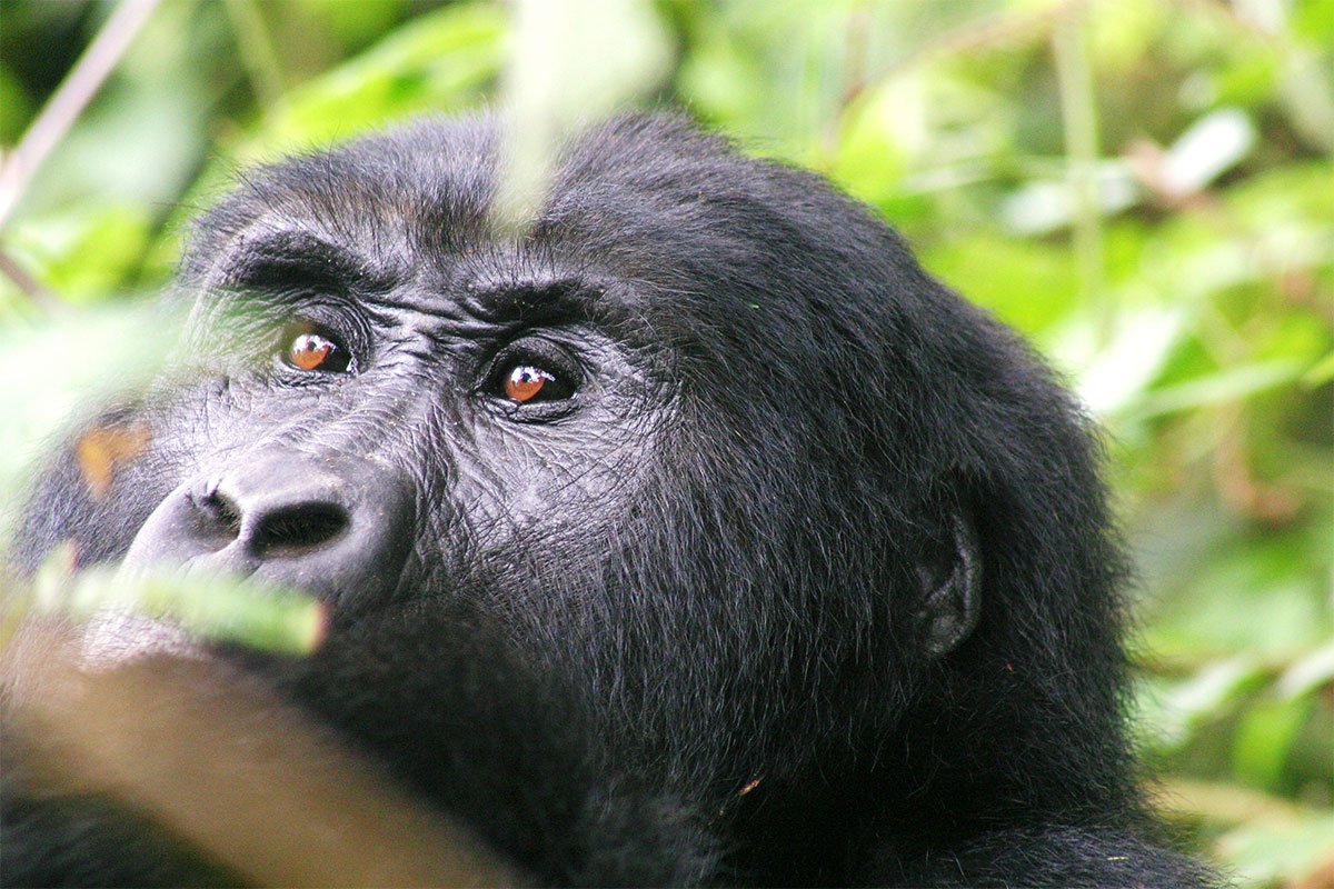 The Buhoma Gorilla Groups in Bwindi Forest National Park