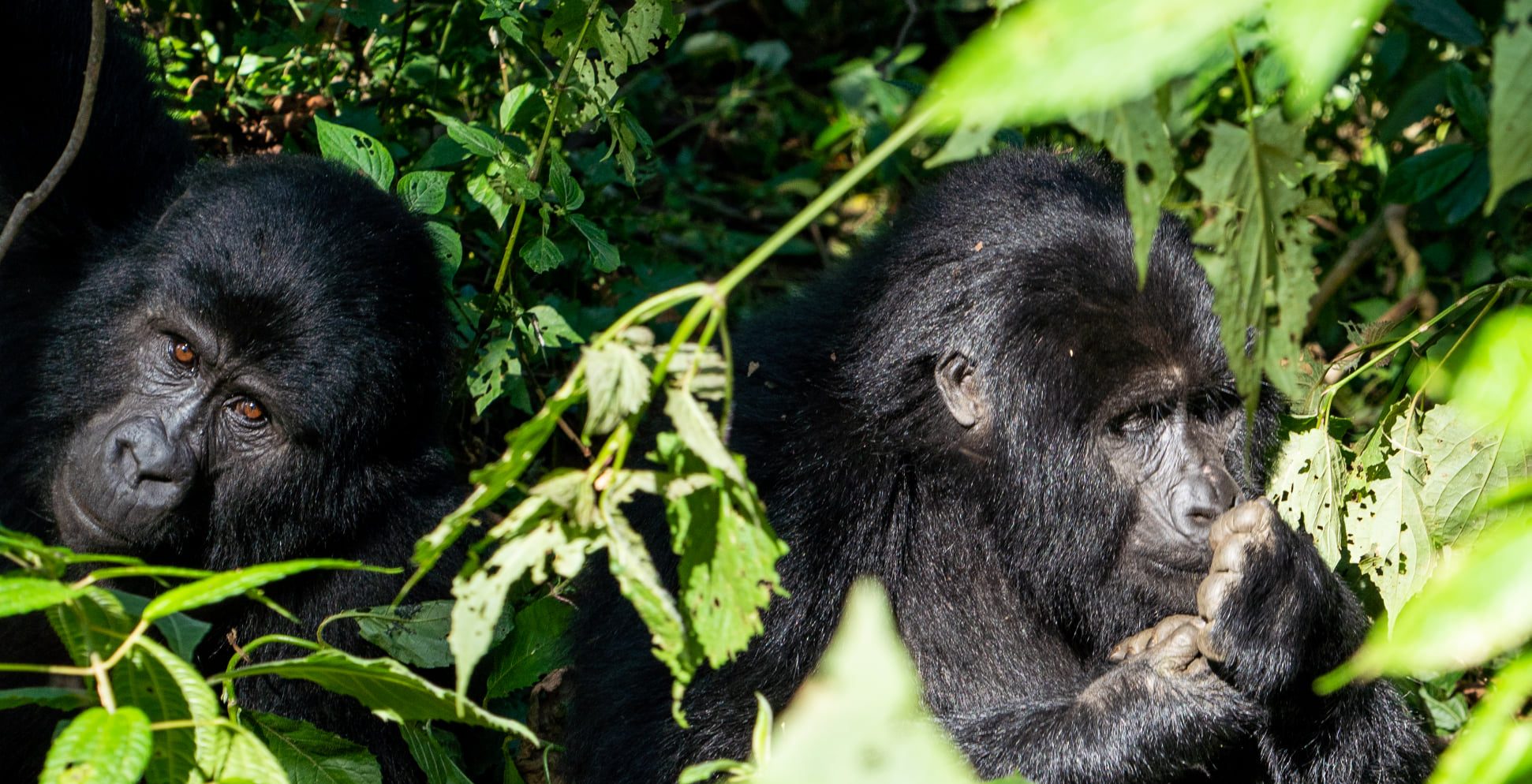 Bwenge Gorilla Family | Volcanoes National Park Rwanda