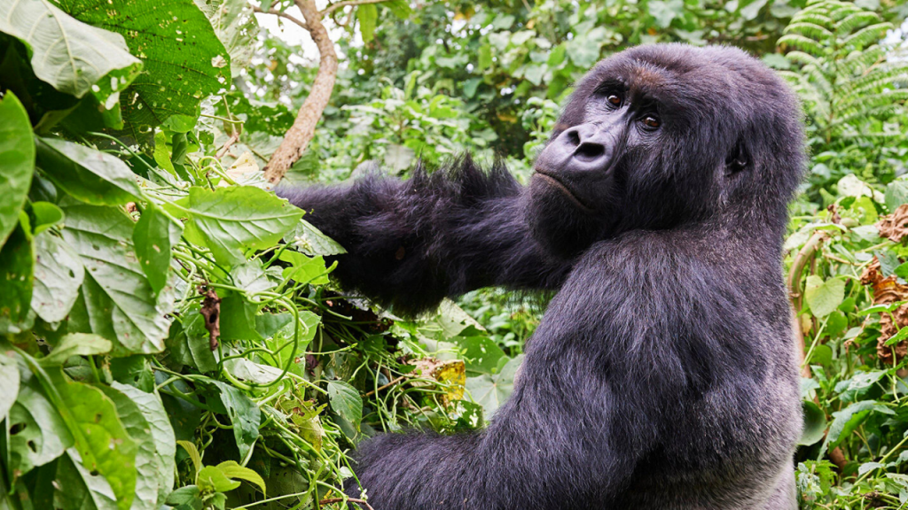 Humba Gorilla Family | Gorilla Trekking in Virunga Congo