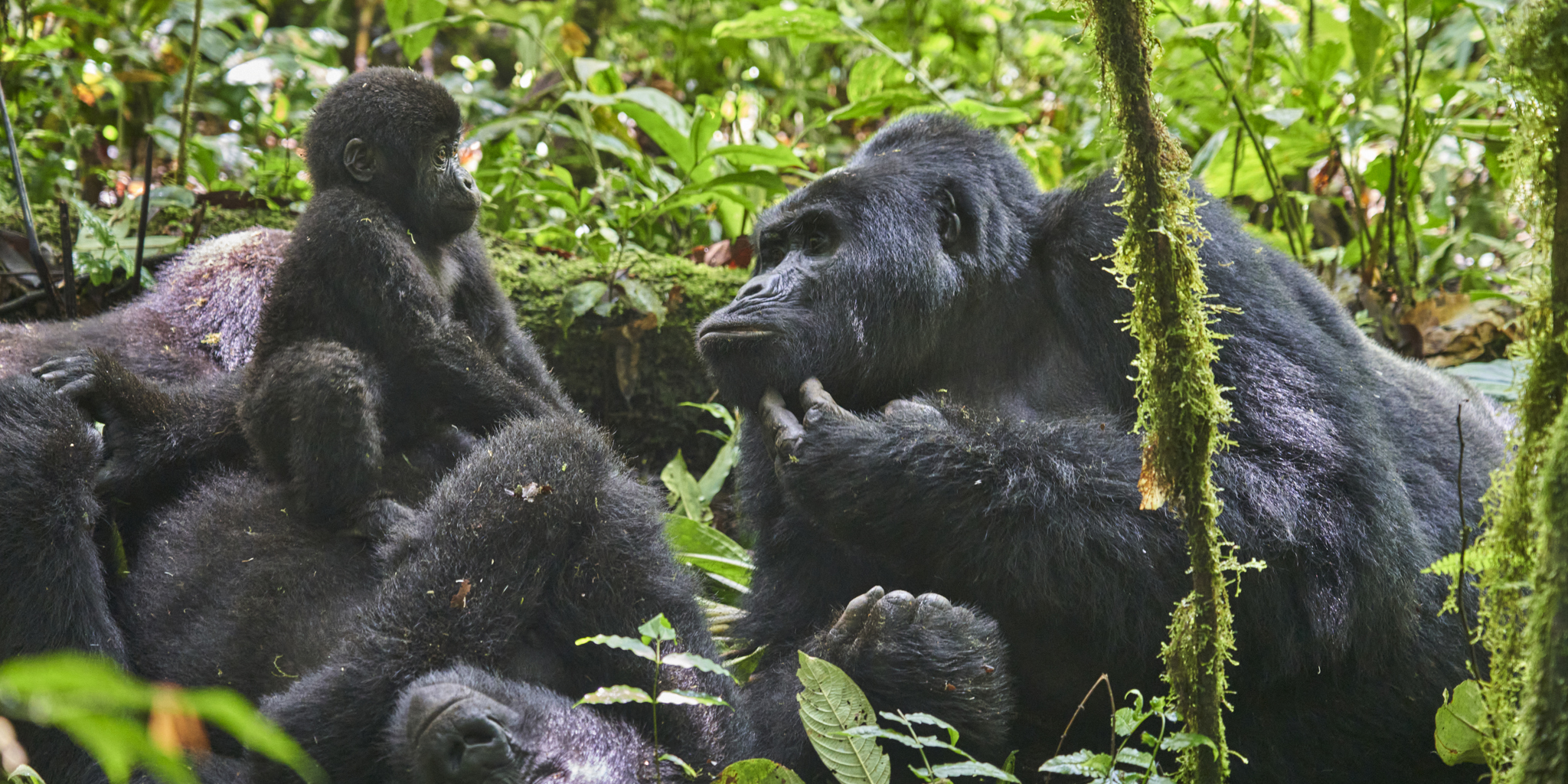 Nkuringo Gorilla Family Bwindi | Trekking in Nkuringo Sector