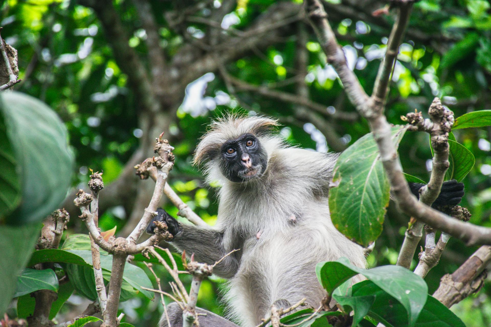 Colobus Monkey Trekking Rwanda | Nyungwe Forest Tours