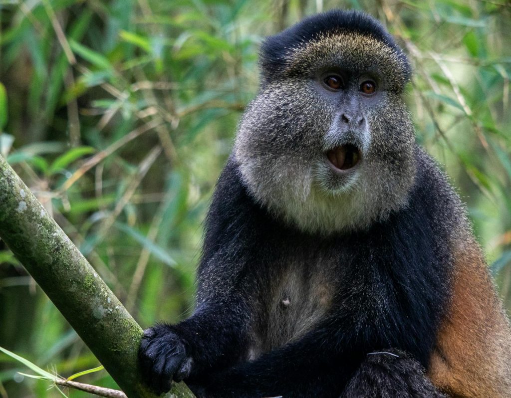 Golden Monkey Trekking in Rwanda's Volcanoes Park