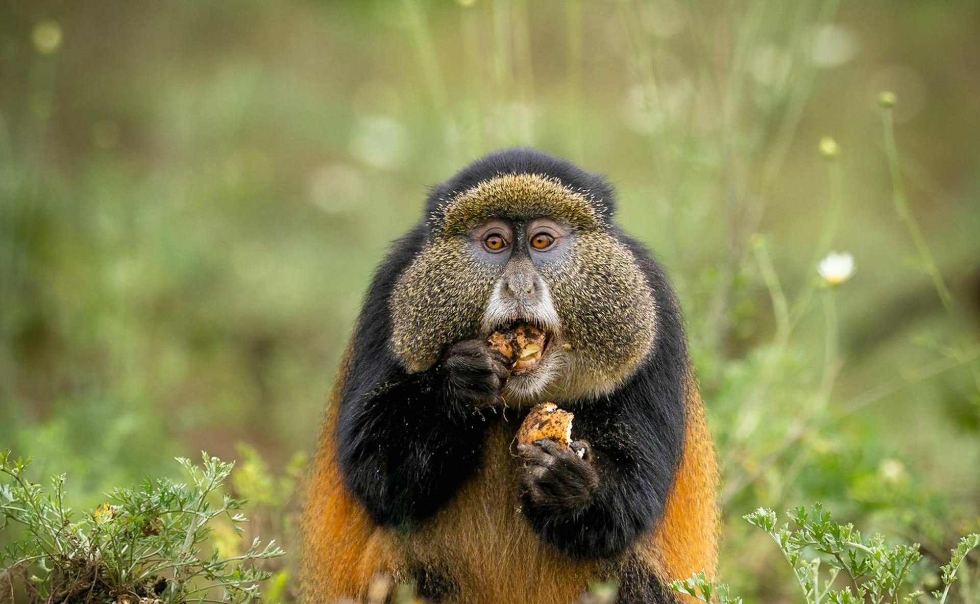 Golden Monkey Trekking in Rwanda's Volcanoes Park
