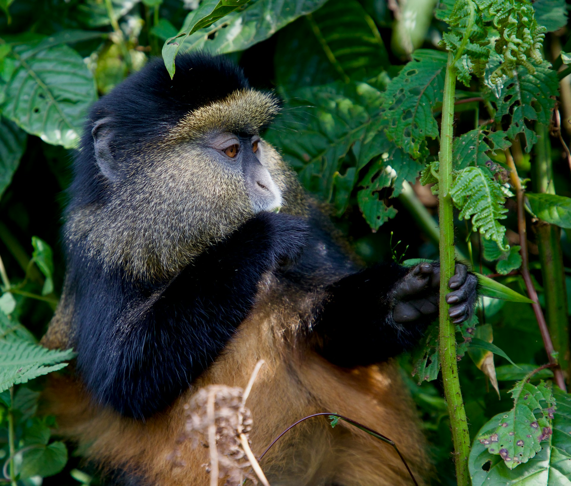 Golden Monkey Trekking in Rwanda's Volcanoes Park