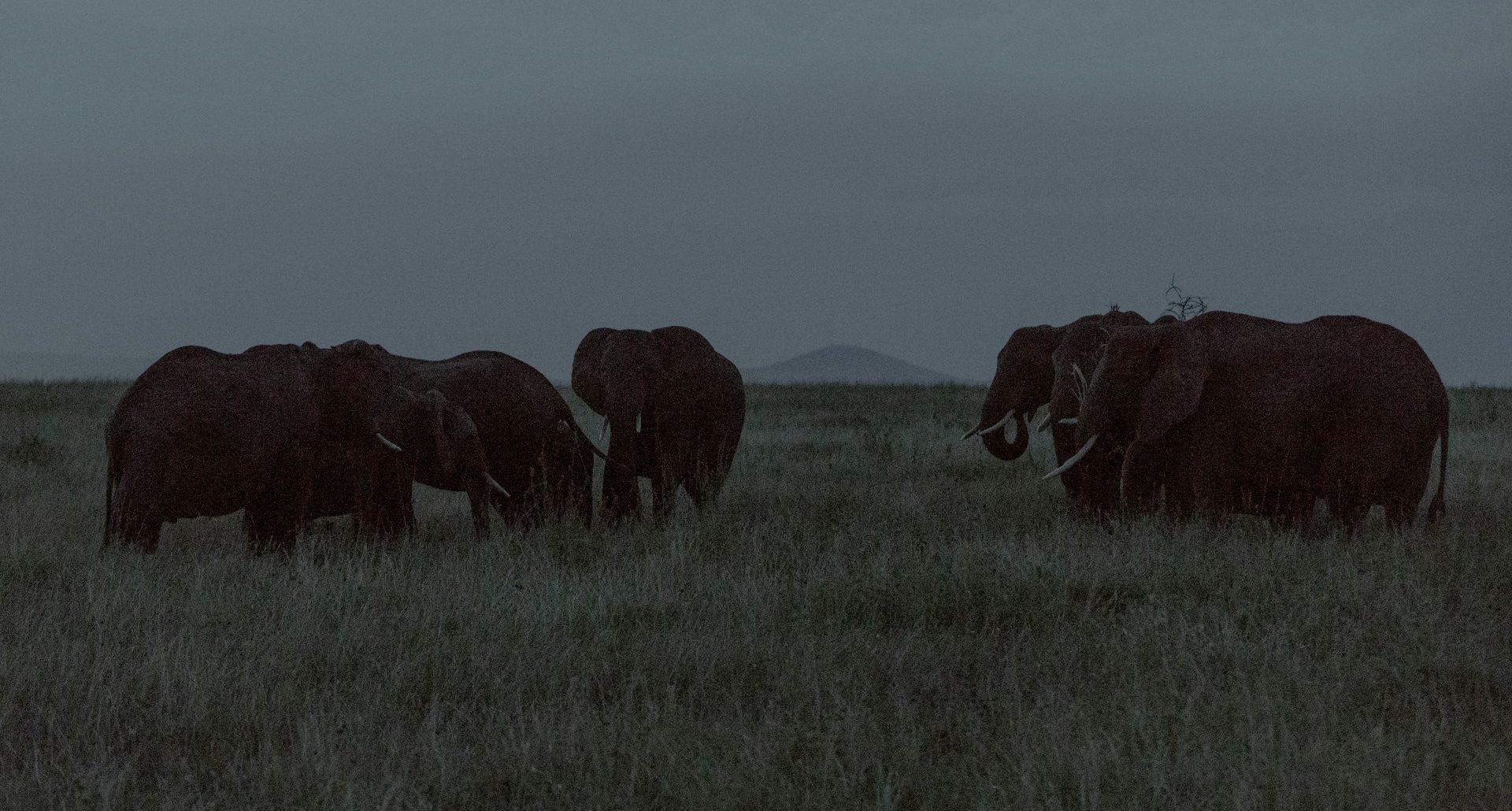 Night Game Drive Akagera | Rwanda Nocturnal Safari Experience