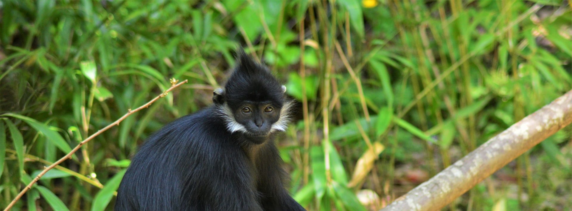 5-Day Nyungwe Forest Tour | Chimp Trekking & Canopy Walk in Rwanda