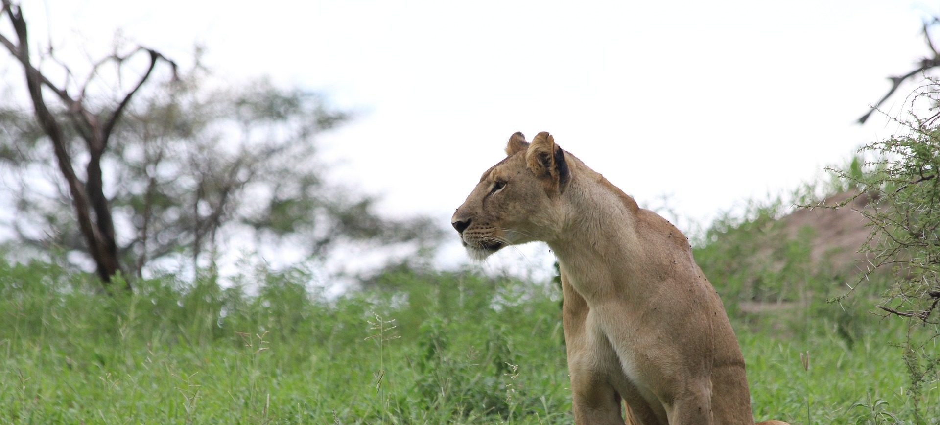 3-Day Lake Manyara & Tarangire Safari | Tanzania Safari