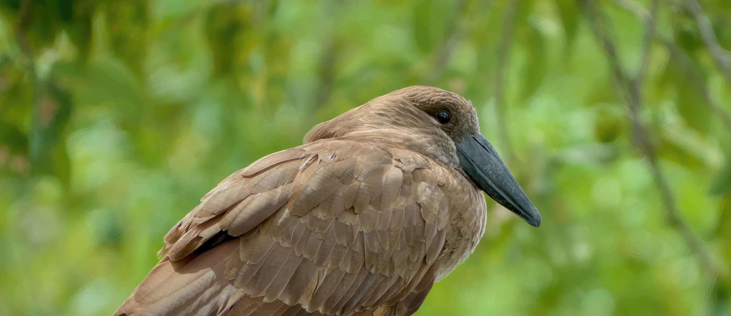 10-Day Albertine Rift Birding & Primates Tour in Rwanda