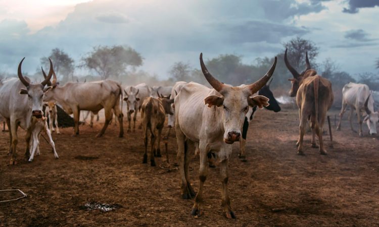 4-Day South Sudan Tour | Mundari Cattle Camp Adventure