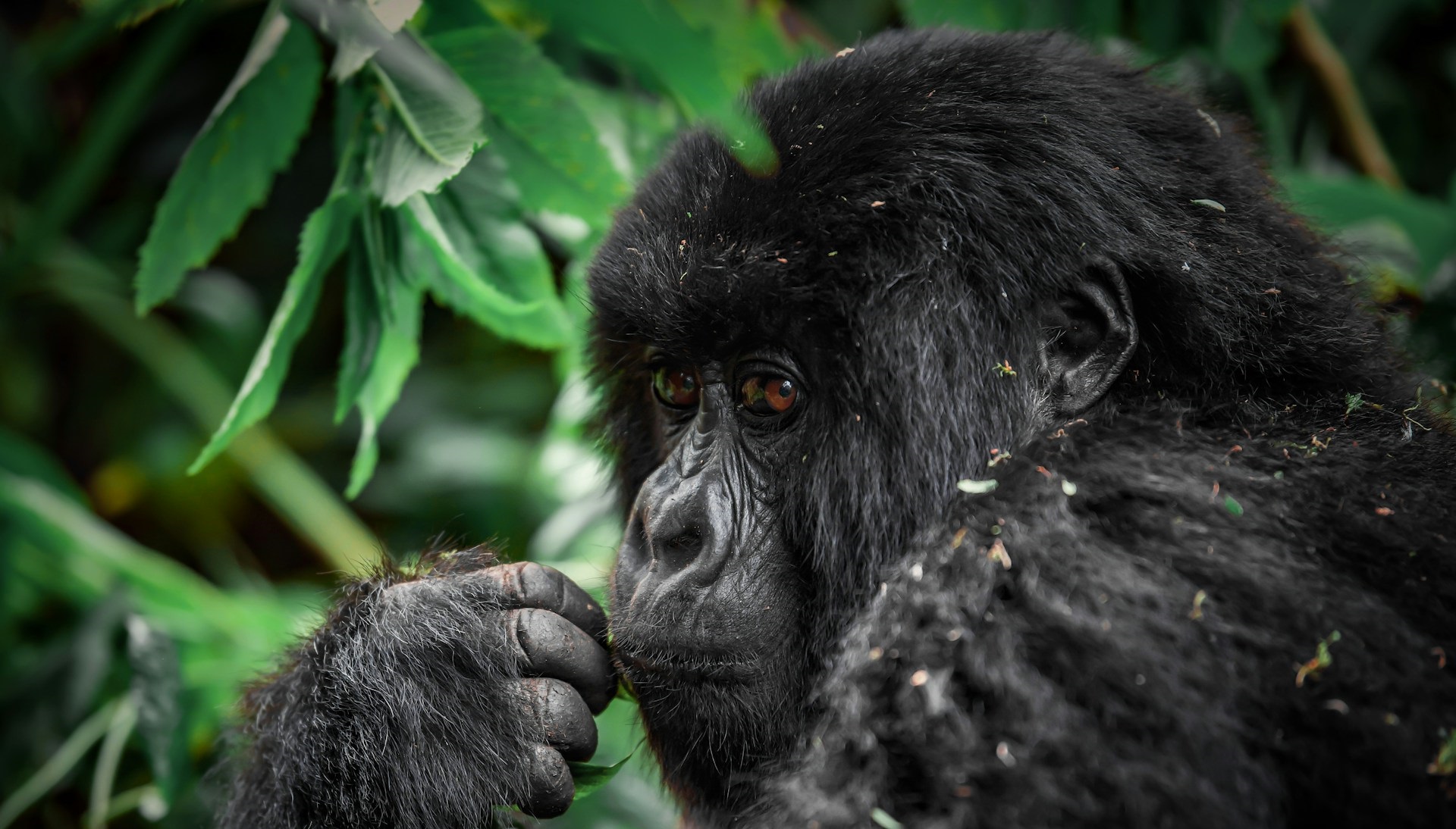 Gorilla Experiences | Types of Gorilla Tours in Africa