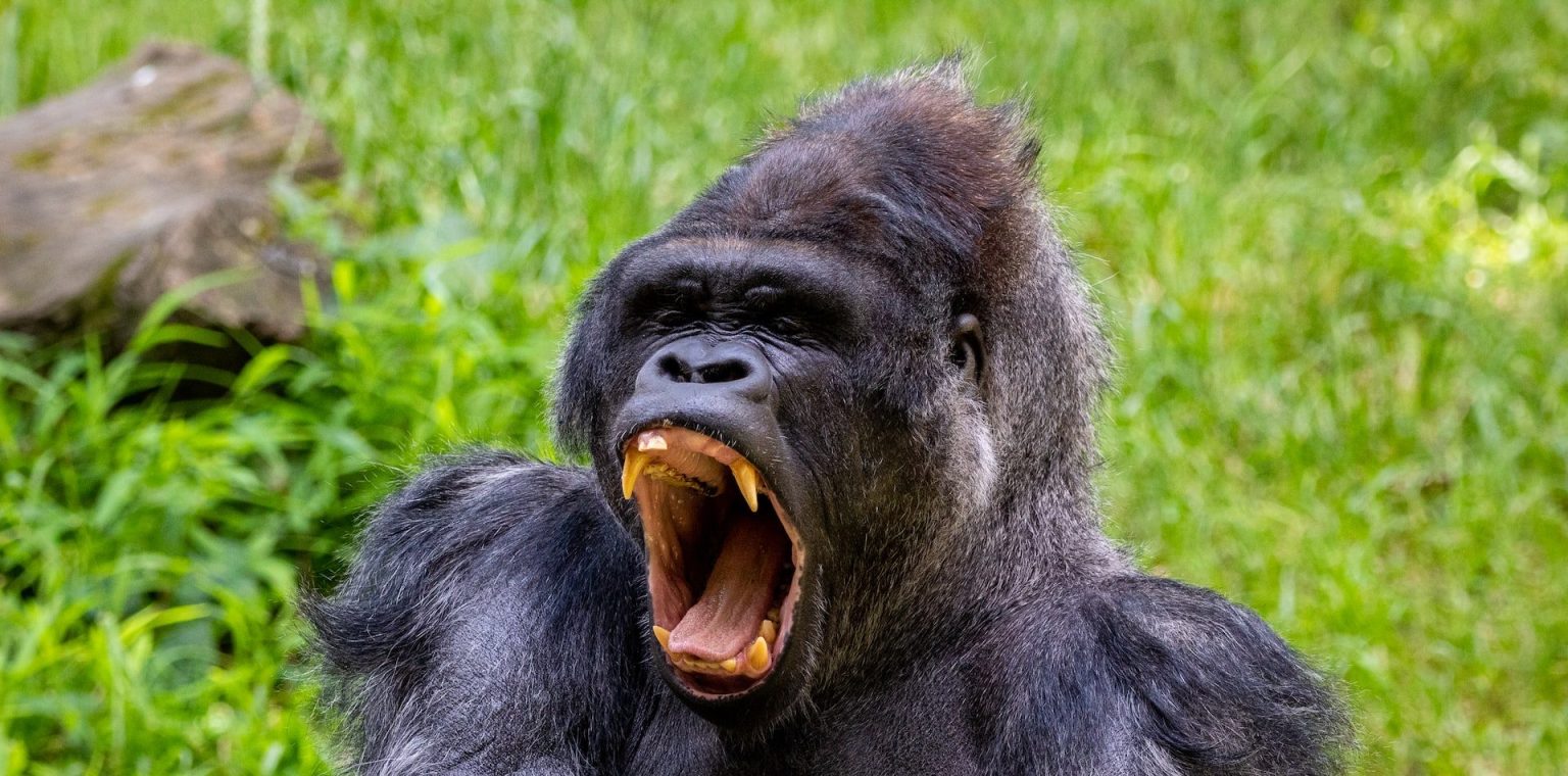 Types of Gorillas | Species & Subspecies Explained