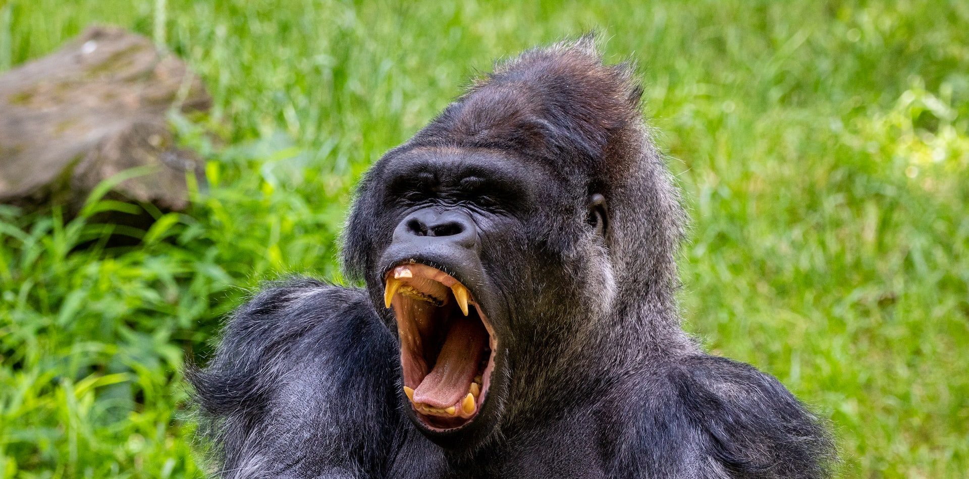 Types of Gorillas | Species & Subspecies Explained