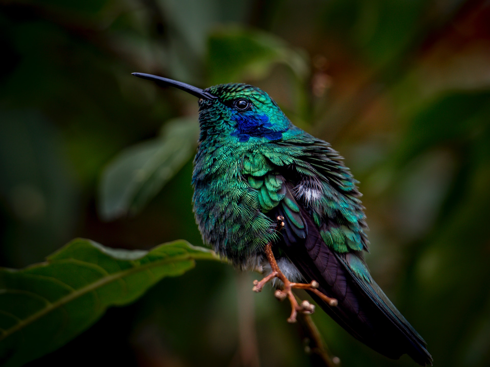 18-Day Uganda Birding Safari | Bird-Watching Expedition