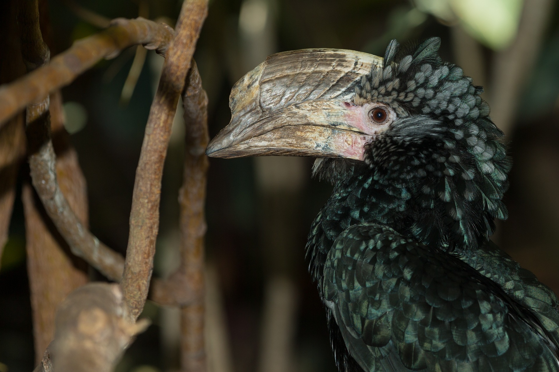 Ethiopia 12-Day Birding Tour | Diverse Avian Wonders