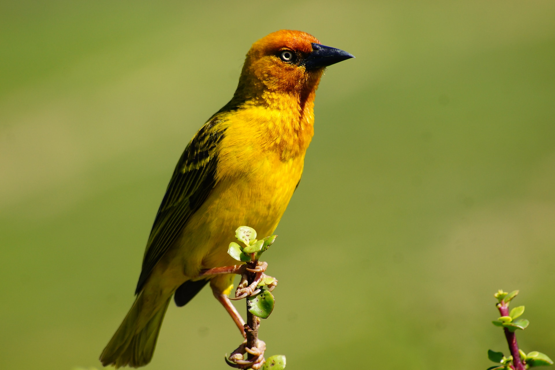 18-Day Uganda Birding Safari | Bird-Watching Expedition