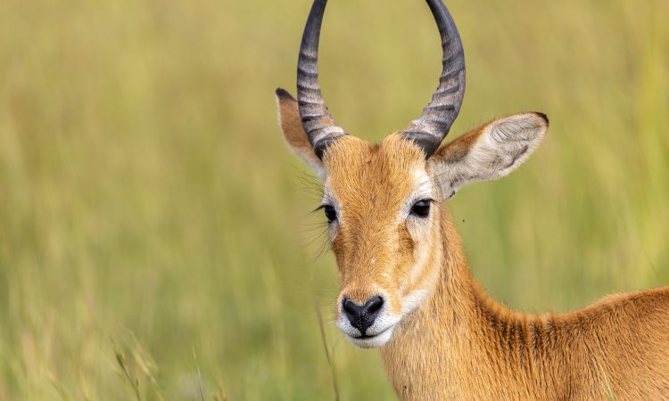 12 Days Uganda Wildlife, Primates & Culture Safari Tour