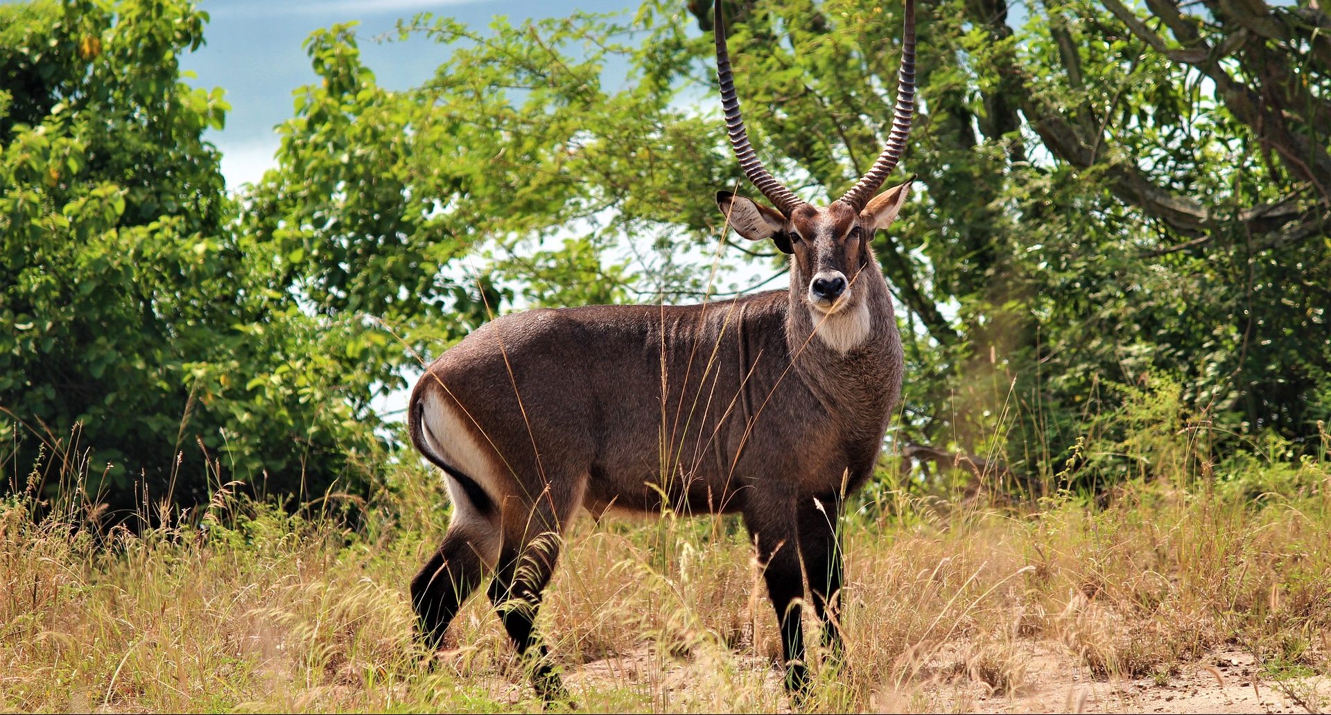 15-Day Uganda Safari | Gorillas, Chimps, Game Drives & Culture