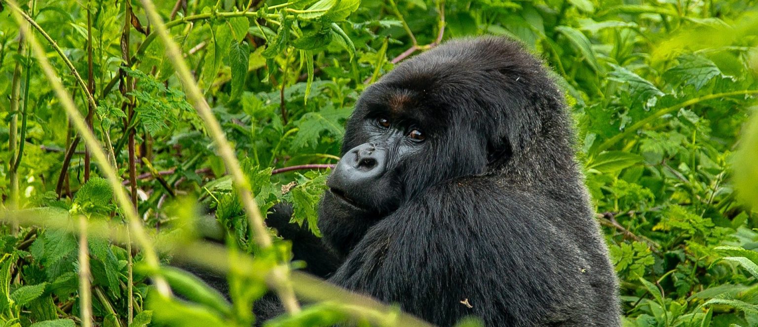 Types of Gorillas | Species & Subspecies Explained