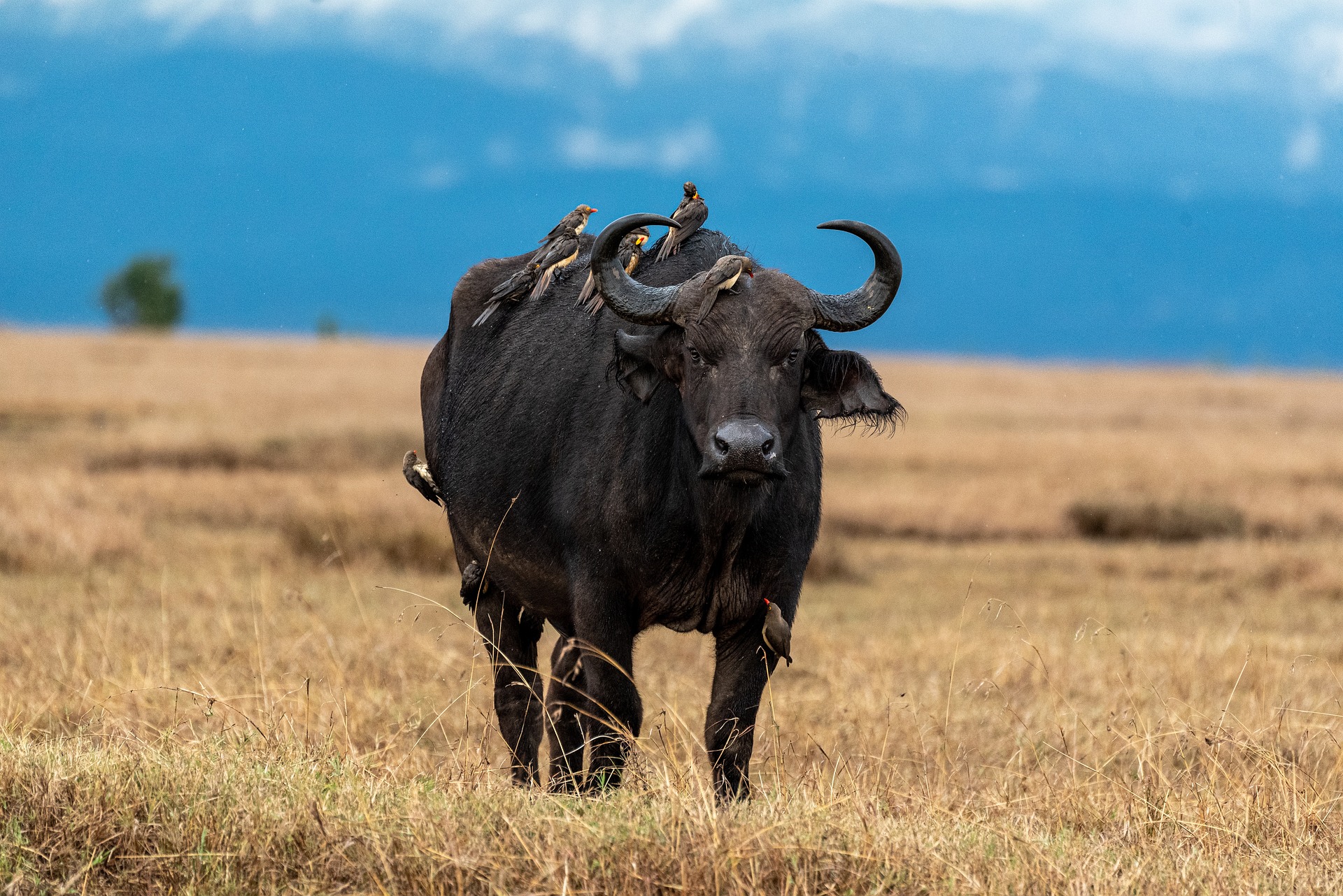 Best Time to Visit Uganda | Seasonal Tourism Guide