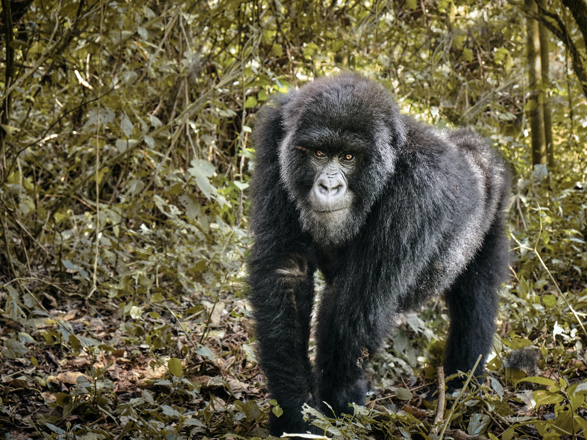 Congo Gorilla Families | Trekking in Virunga Park