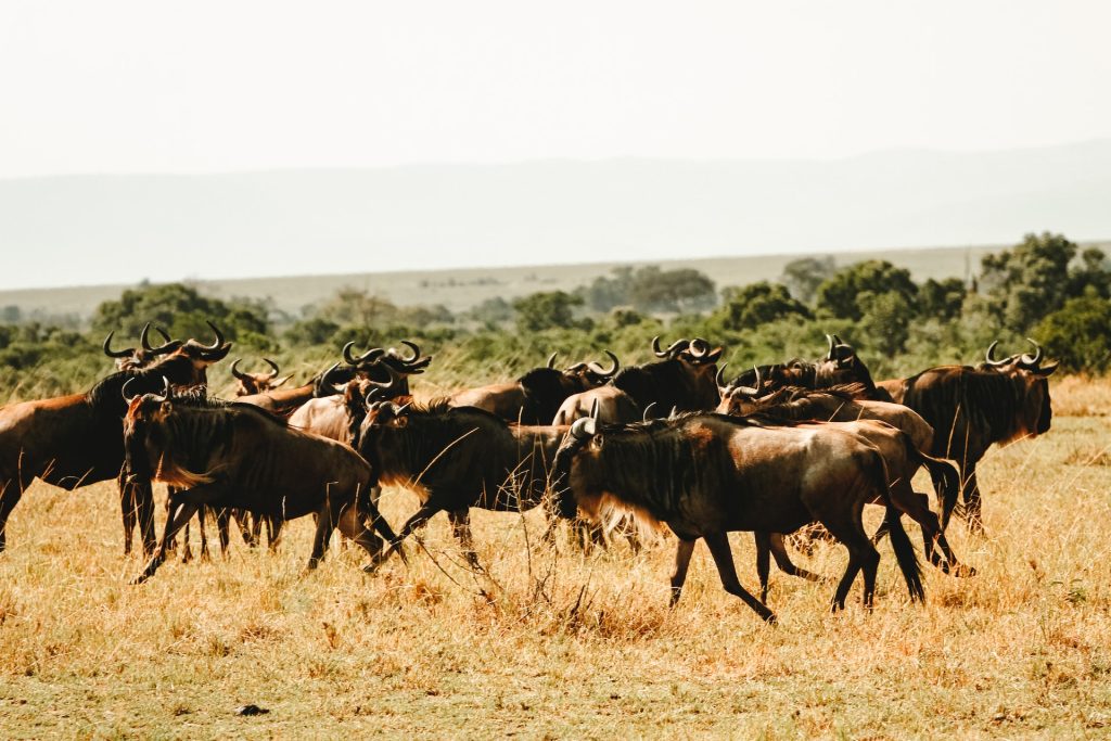 Kenya Migration Safaris | Book Masai Mara Wildebeest Tours