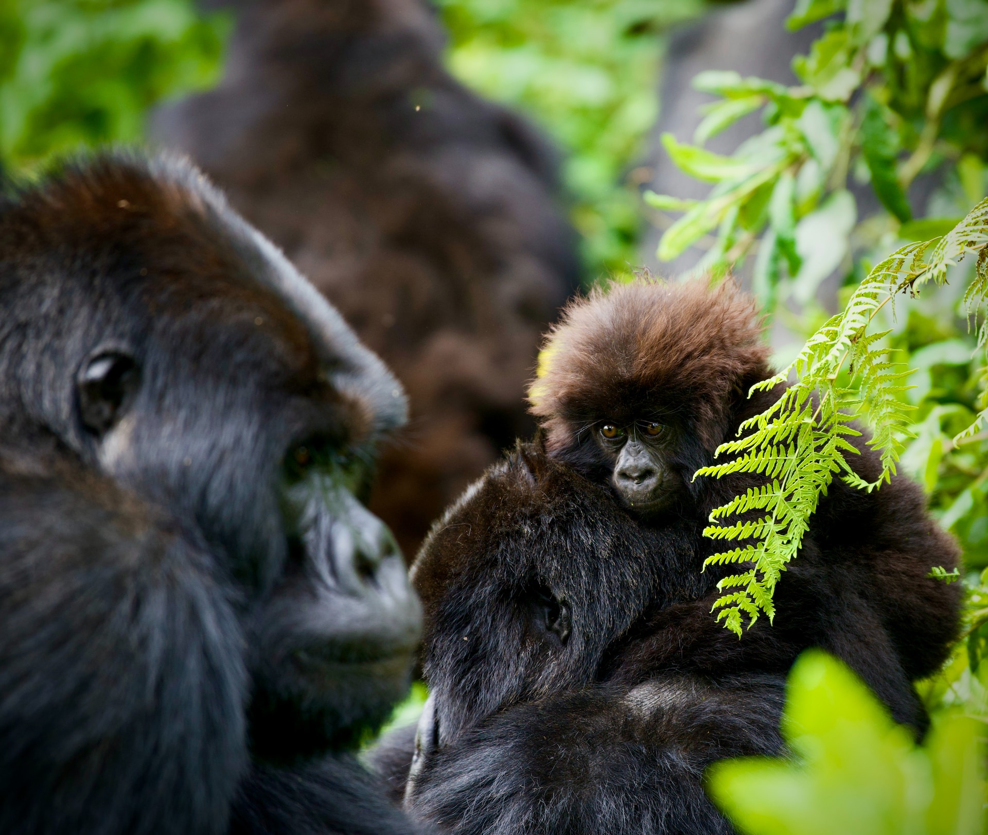 African Mountain Gorilla | Gorilla Beringei Beringei