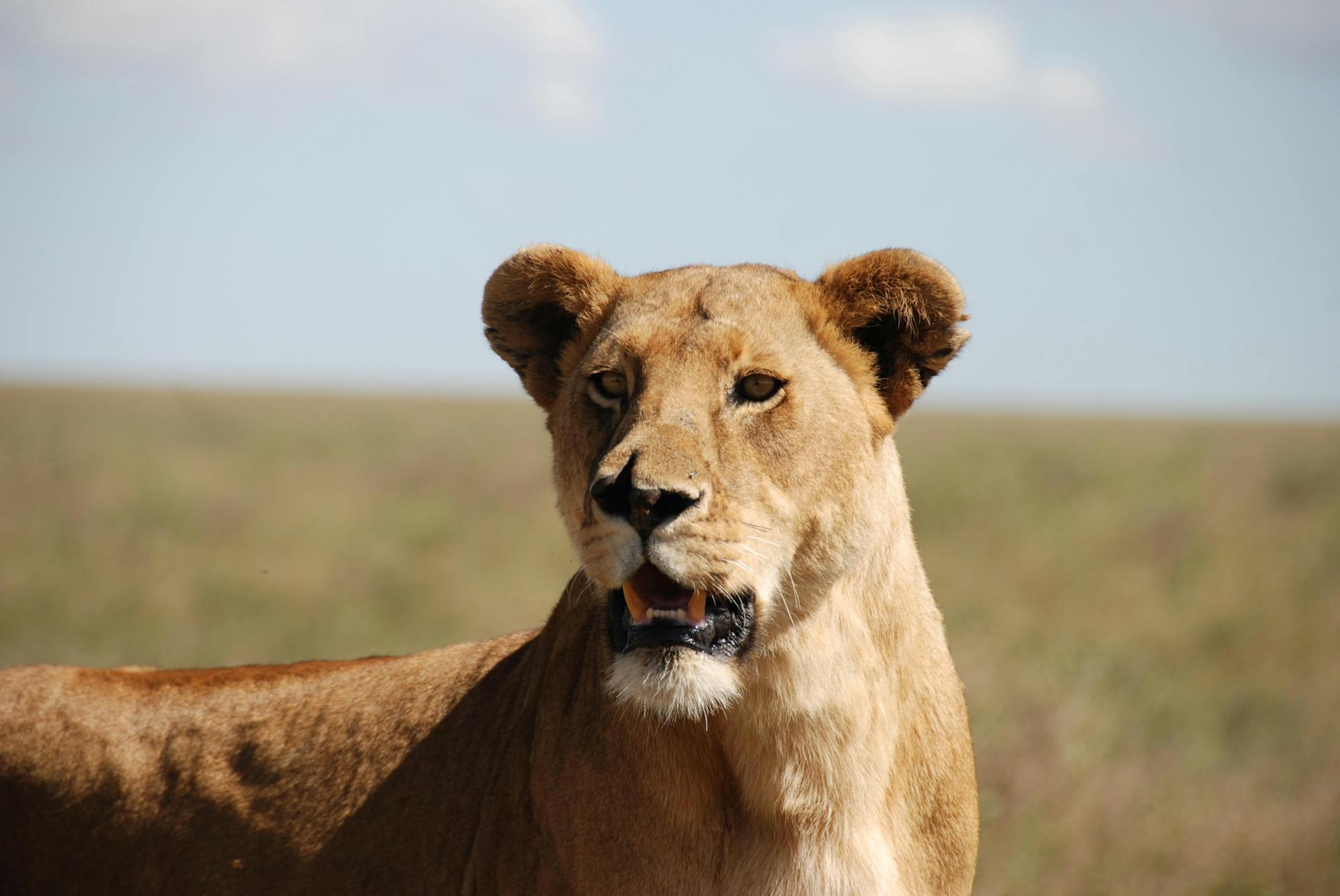 Lion Trekking in Queen Elizabeth | Permit Price & Safari Experience