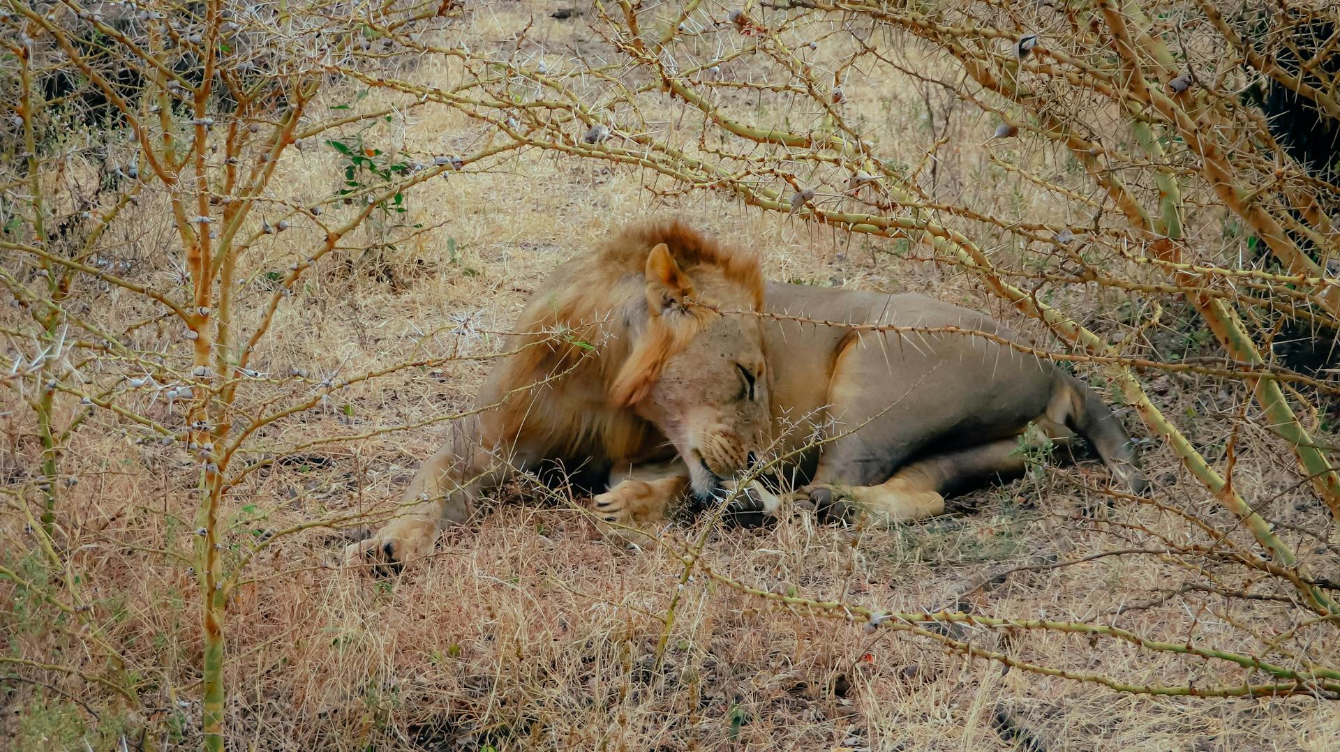 Lion Trekking in Queen Elizabeth | Permit Price & Safari Experience